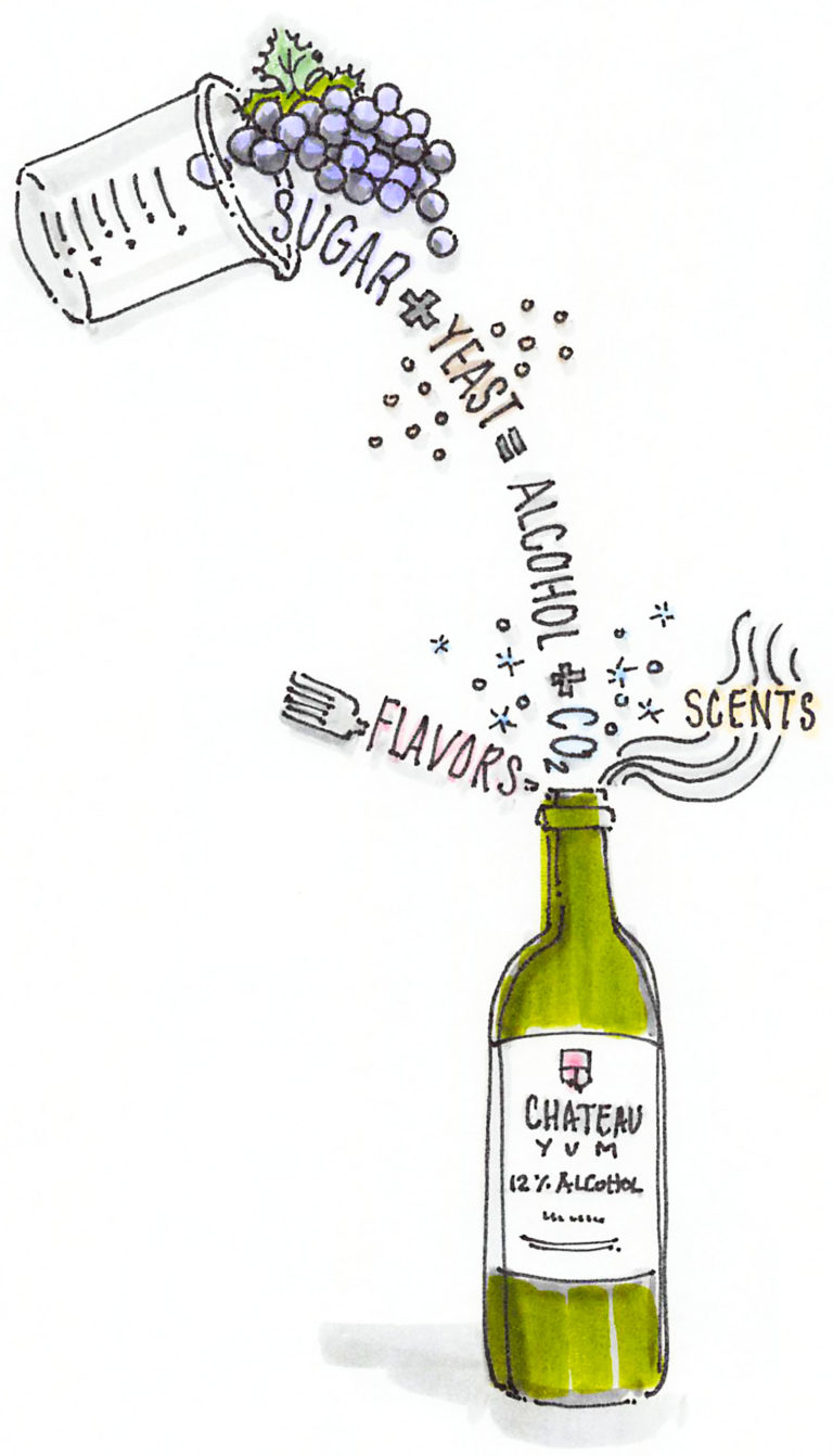 Learn Wine - Introduction-andreawine